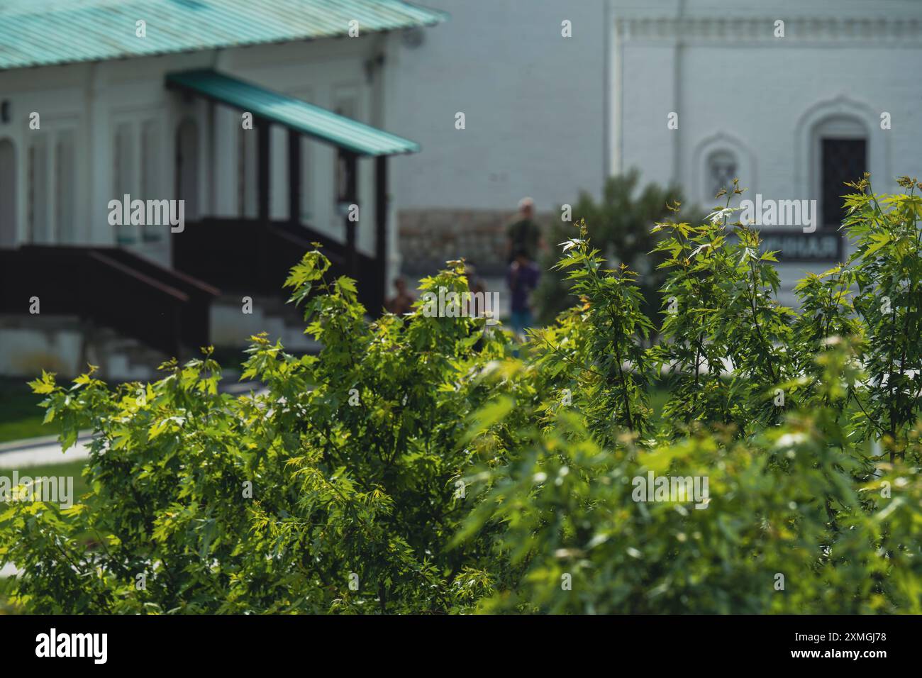 Green bushes with a blurred background showing a historic building with ...