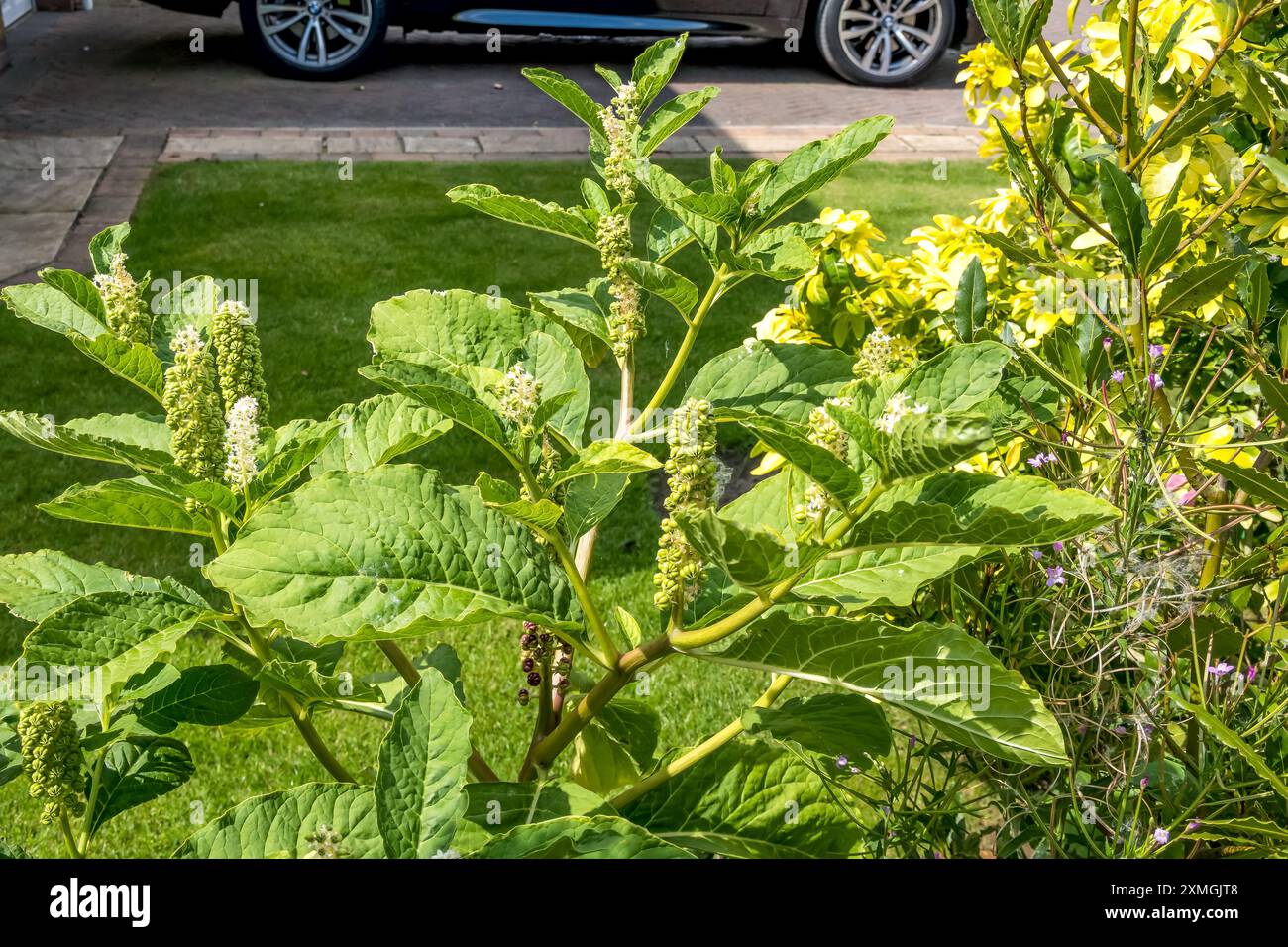 Indian pokeweed growing in garden hi-res stock photography and images - Alamy