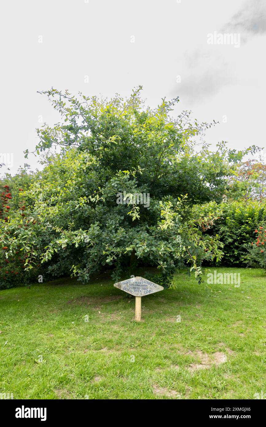 Royal oak tree queen elizabeth jubilee tree hi-res stock photography ...