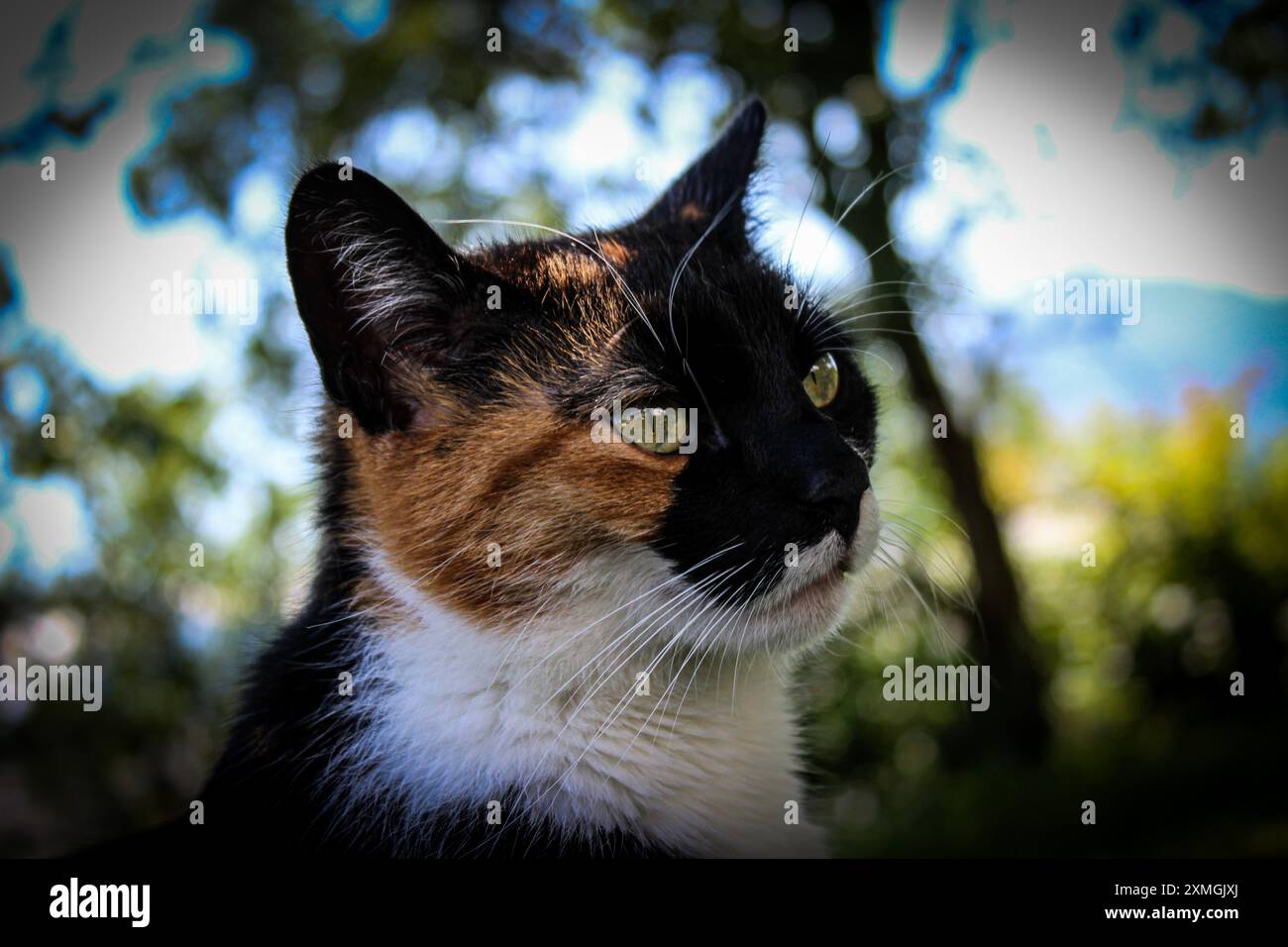 Cat with 3 colors hi-res stock photography and images - Alamy