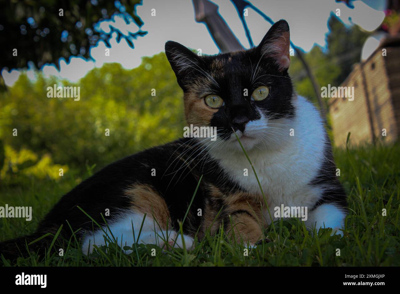 Cat with 3 colors hi-res stock photography and images - Alamy