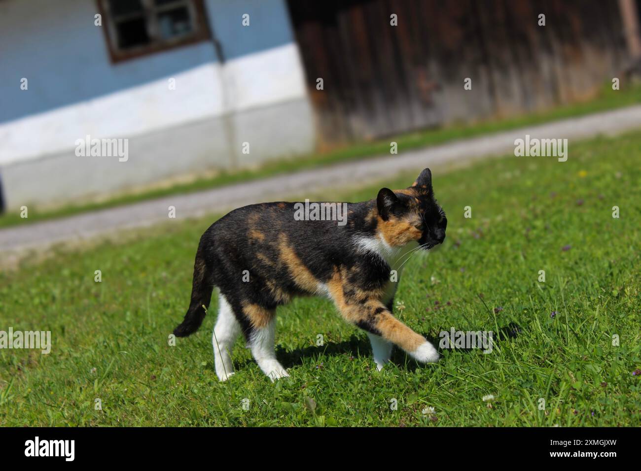 Cat with 3 colors hi-res stock photography and images - Alamy