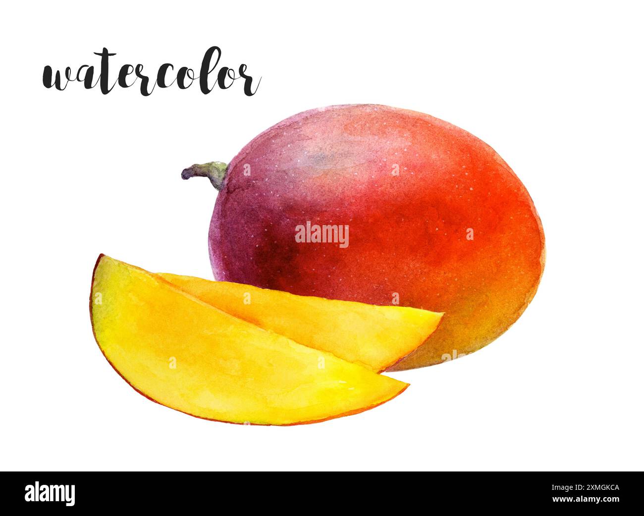 Stock illustration of mango fruit and slices in watercolor, with ...