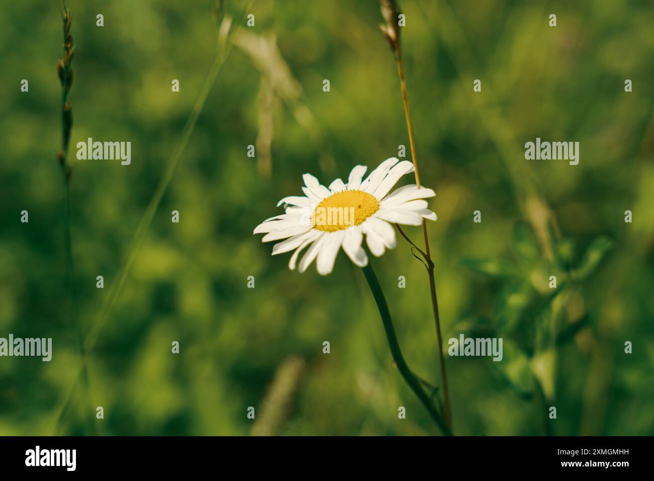 A close-up of a single daisy flower with a yellow center and white ...