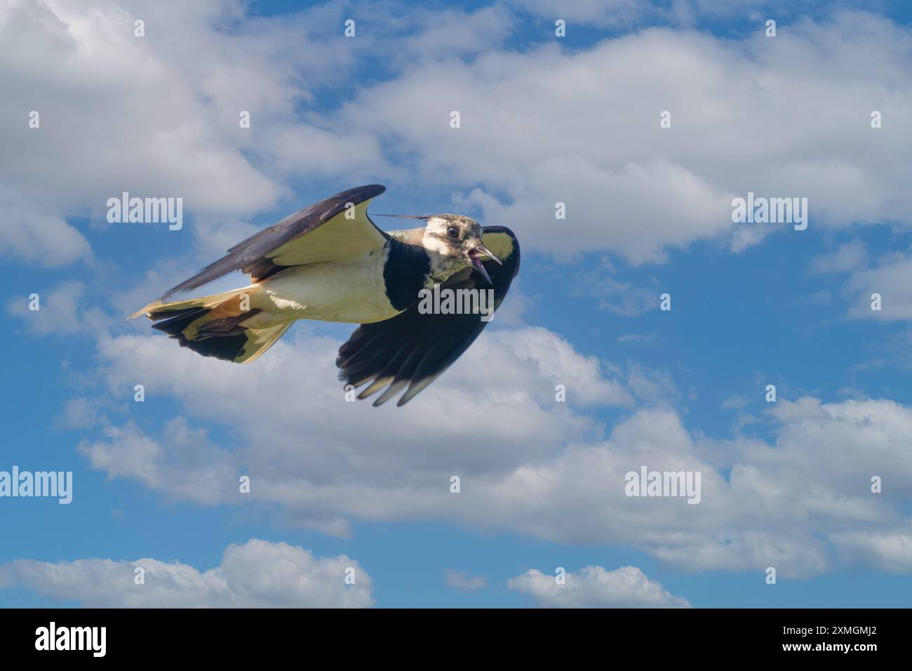 Close up of flying Lapwing , Vanellus vanellus, flying high and looking ...