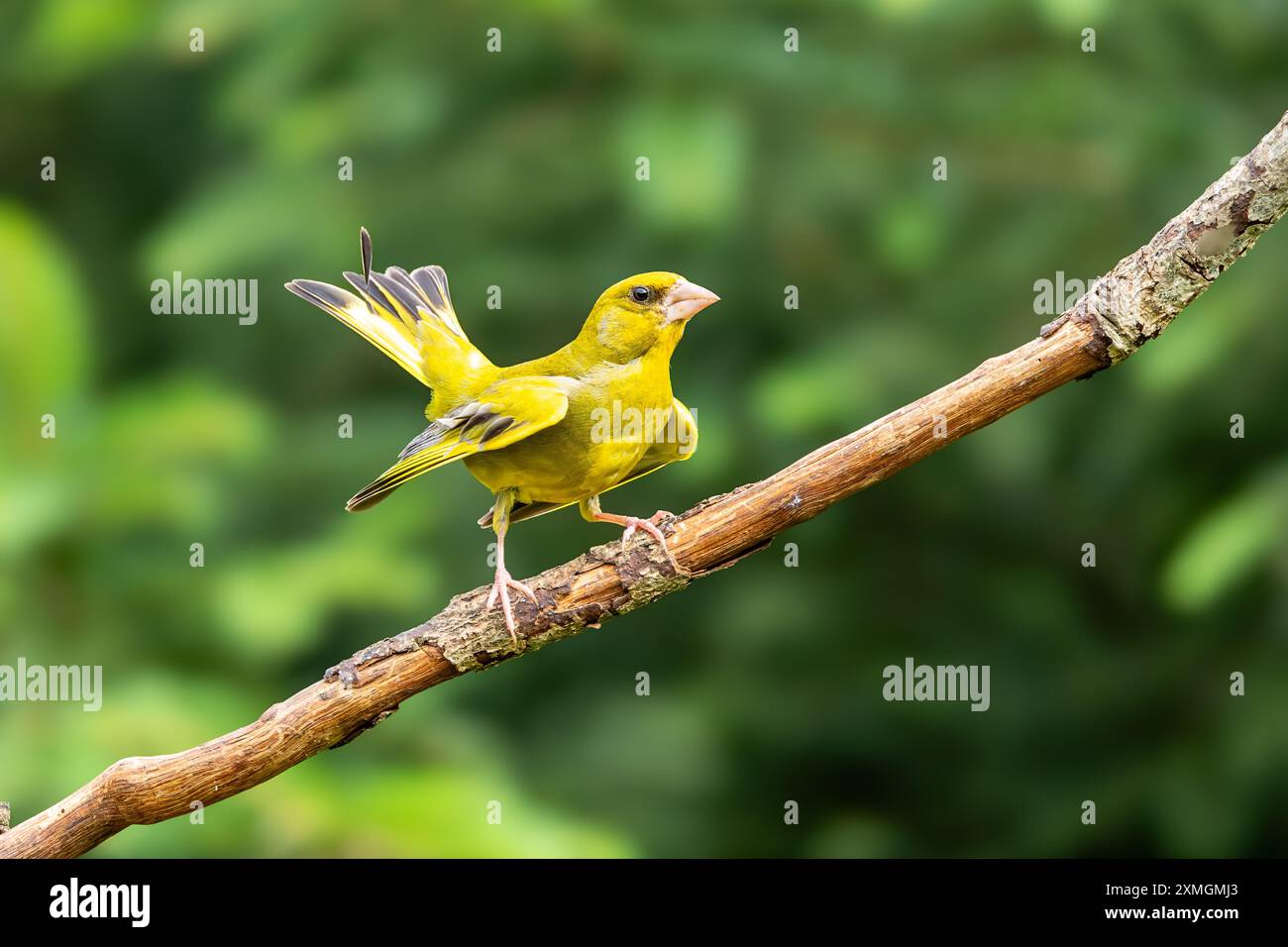 Dead canary bird hi-res stock photography and images - Alamy