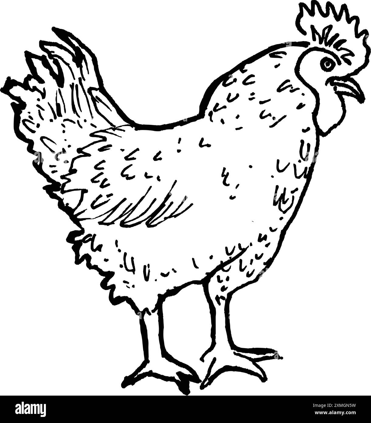 Hen Hand Drawn Animal Illustration Stock Vector Image & Art - Alamy