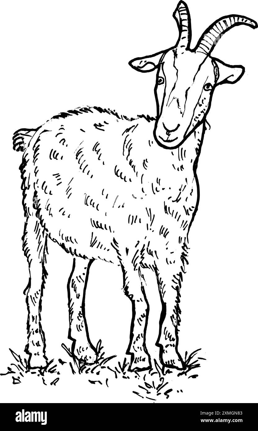 Goat Hand Drawn Animal Illustration Stock Vector Image & Art - Alamy