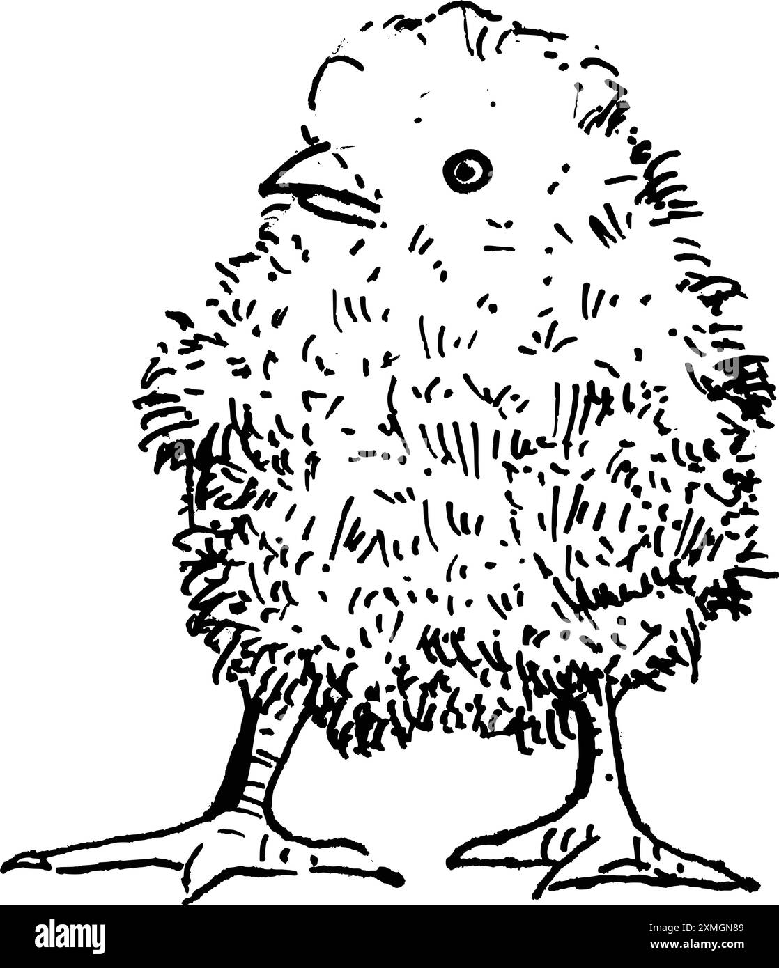 Chicken hand drawn hi-res stock photography and images - Alamy