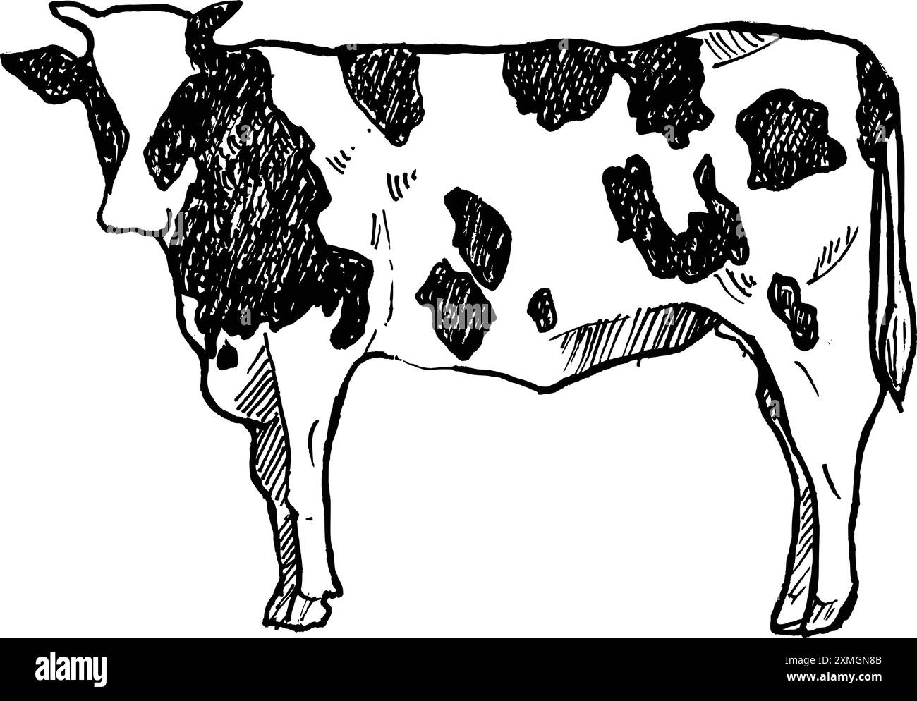 Cow Hand Drawn Animal Illustration Stock Vector Image & Art - Alamy