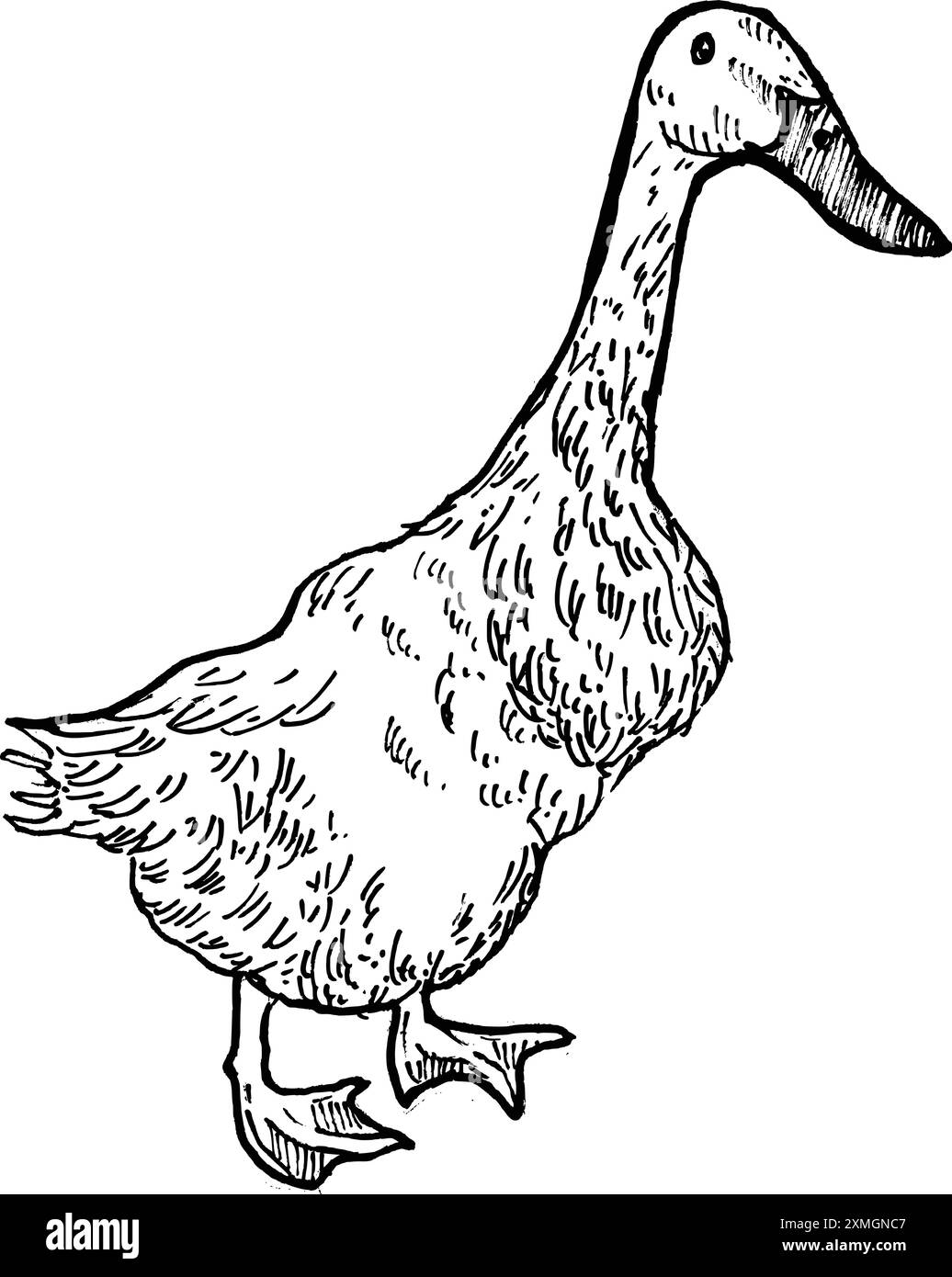 Duck hand drawn hi-res stock photography and images - Alamy