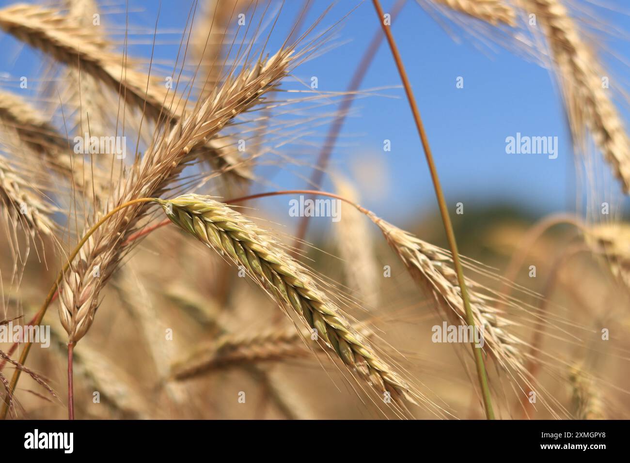 Ears of rye close up with selective focus. Grain ripening on the field ...