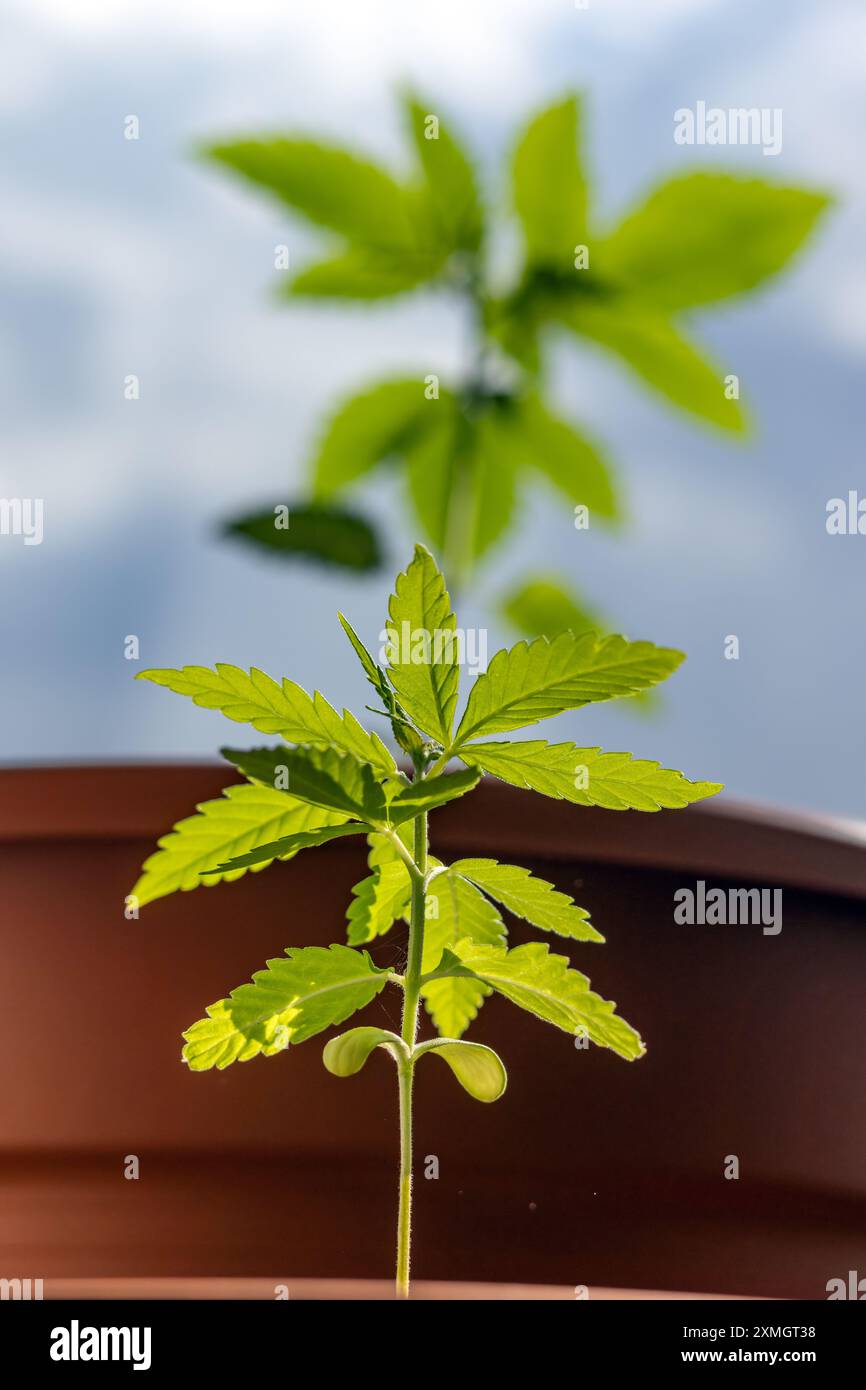Home grown cannabis plants hi-res stock photography and images - Alamy