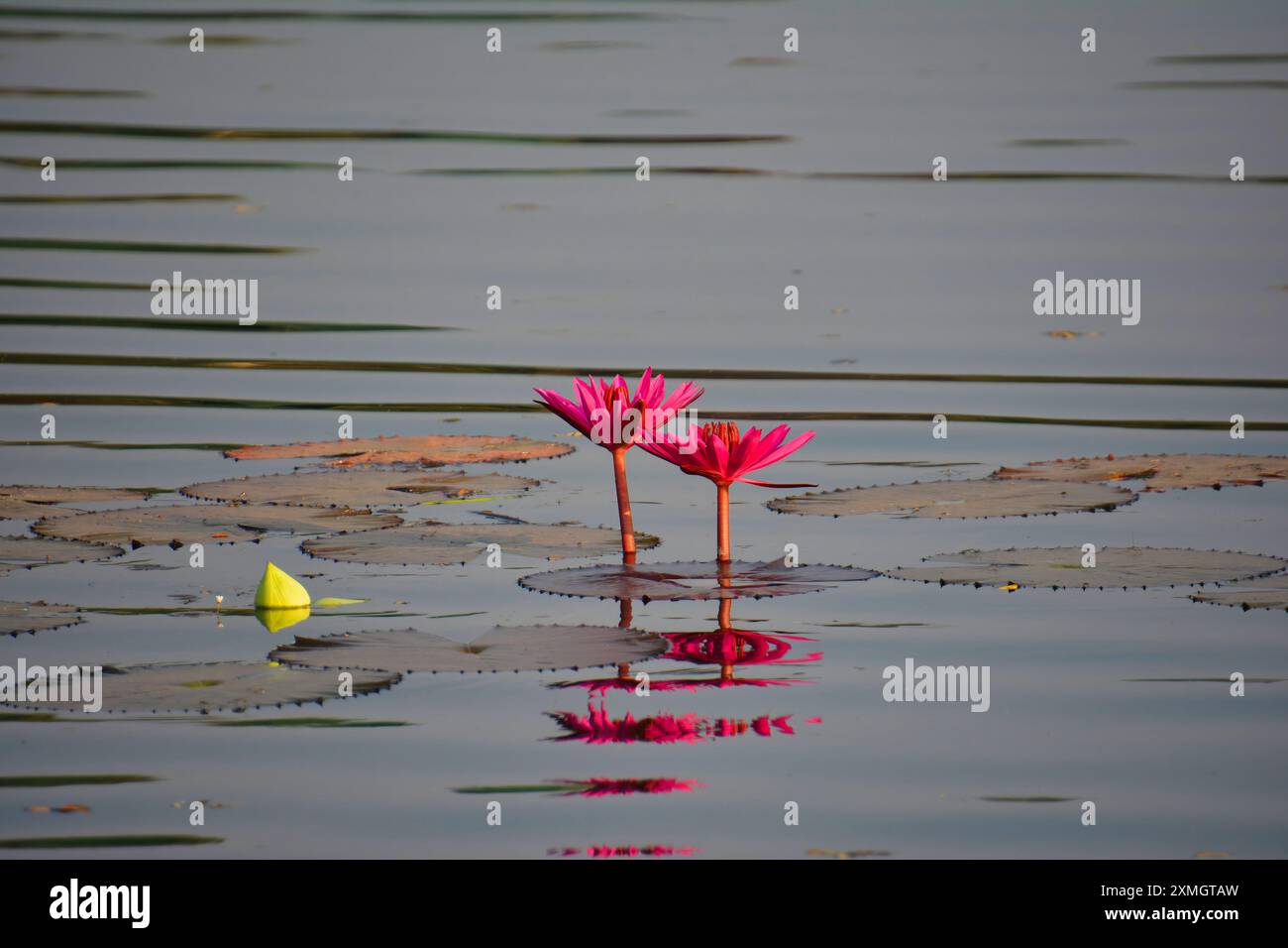 Nymphaea pubescens, hairy water-lily, pink water-lily, aquatic ...