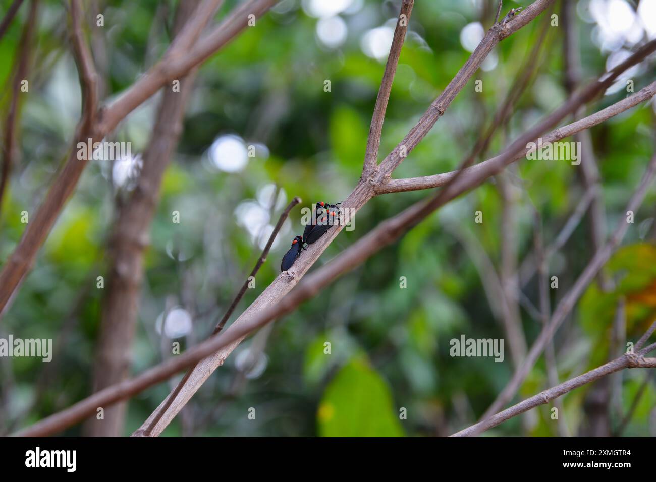 Red medicinal cicada (Huechys sanguinea) in cambodia Stock Photo - Alamy