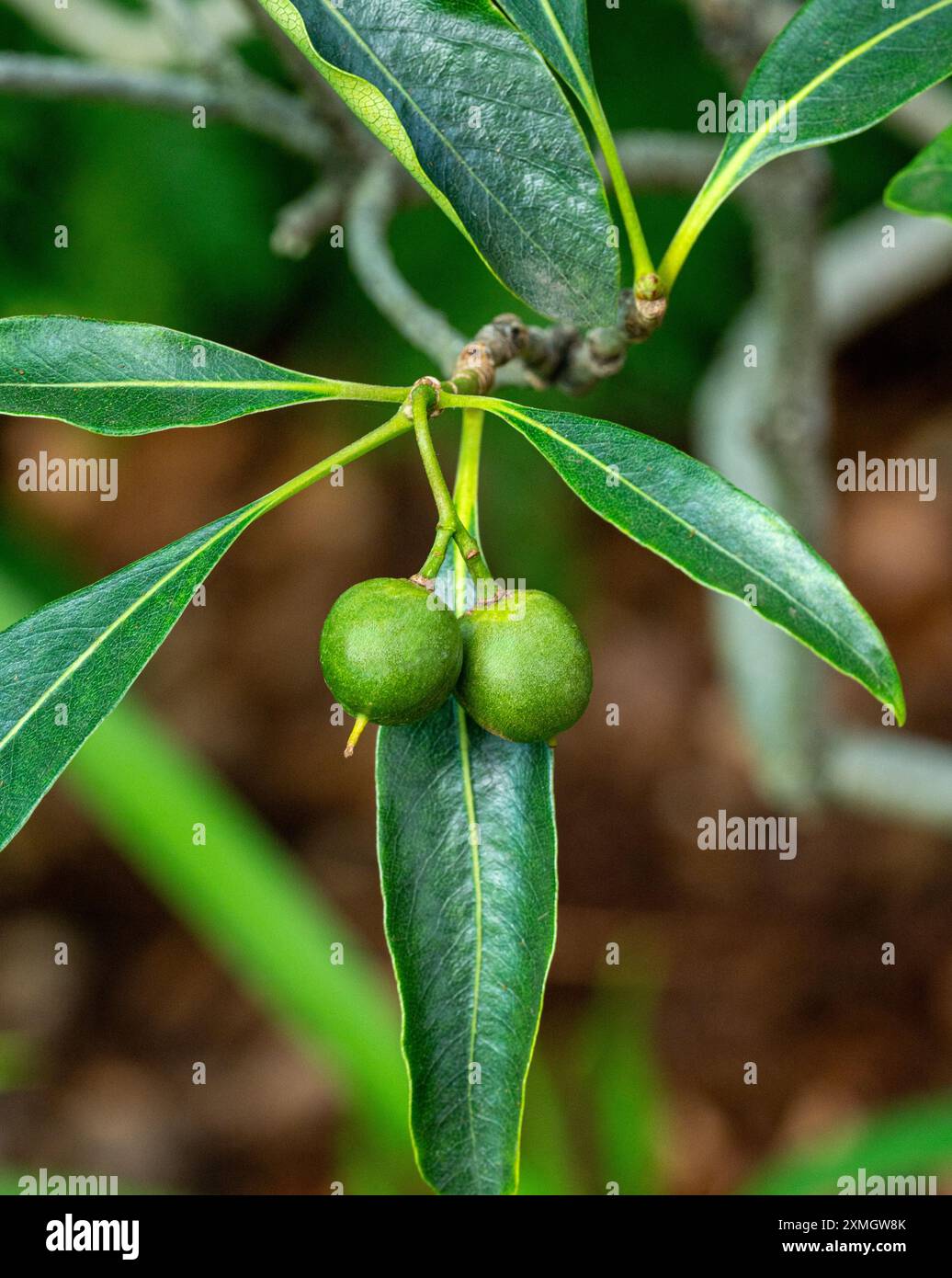 Ripening fruit of Sweet Pittosporum (Pittosporum undulatum)- Family ...