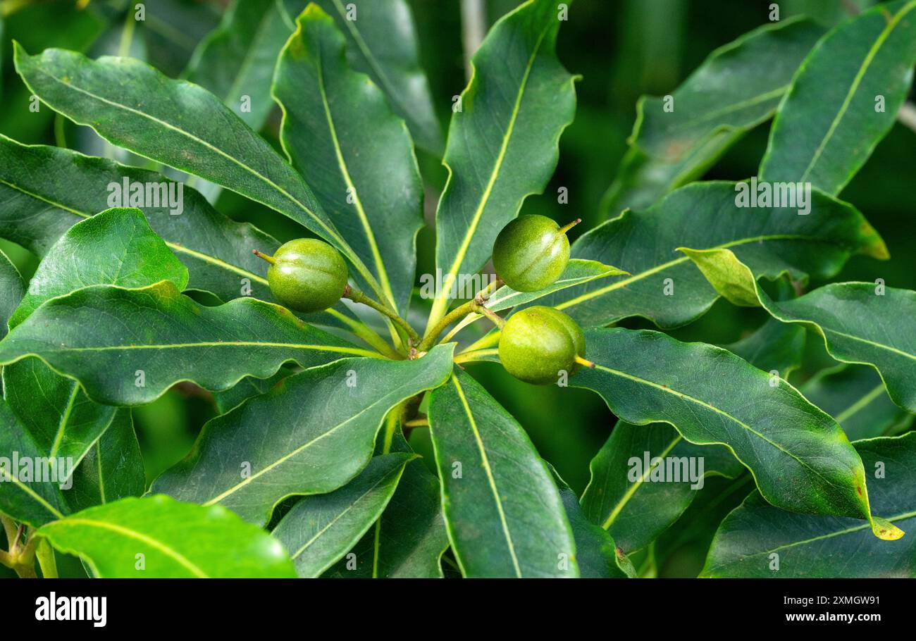 Ripening fruit of Sweet Pittosporum (Pittosporum undulatum)- Family ...
