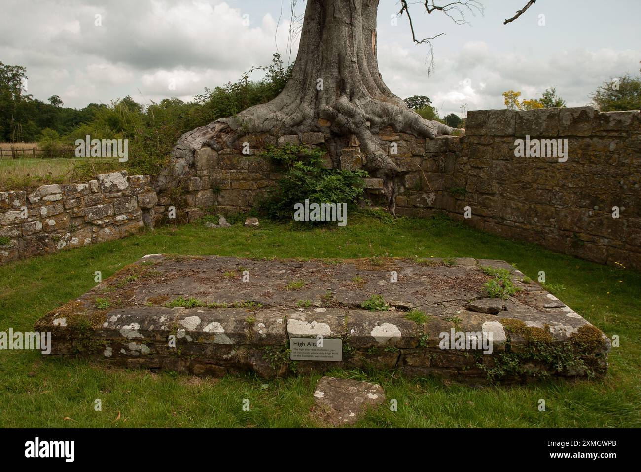 Bayham abbey tree hi-res stock photography and images - Alamy