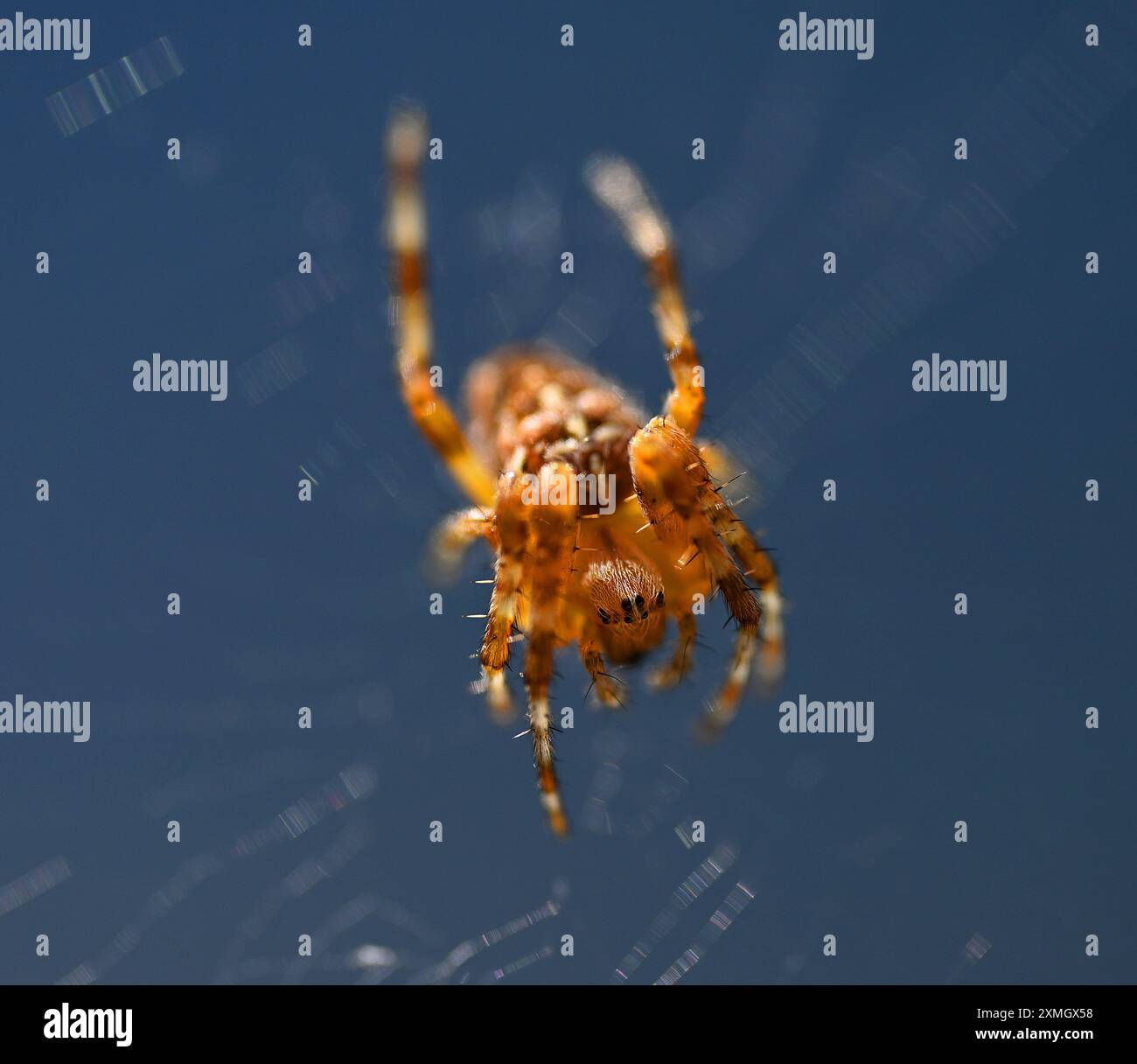 Closeup of a garden spider with web in a London garden, UK Stock Photo ...
