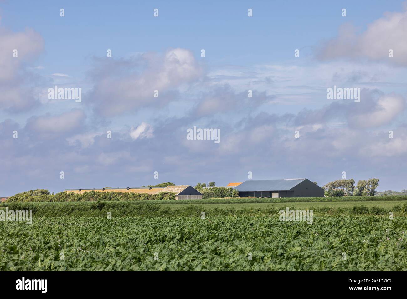 Potato field with modern farm barn in the background in The Netherlands ...