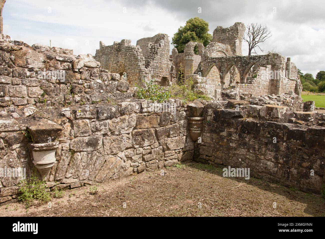 Bayham abbey tree hi-res stock photography and images - Alamy