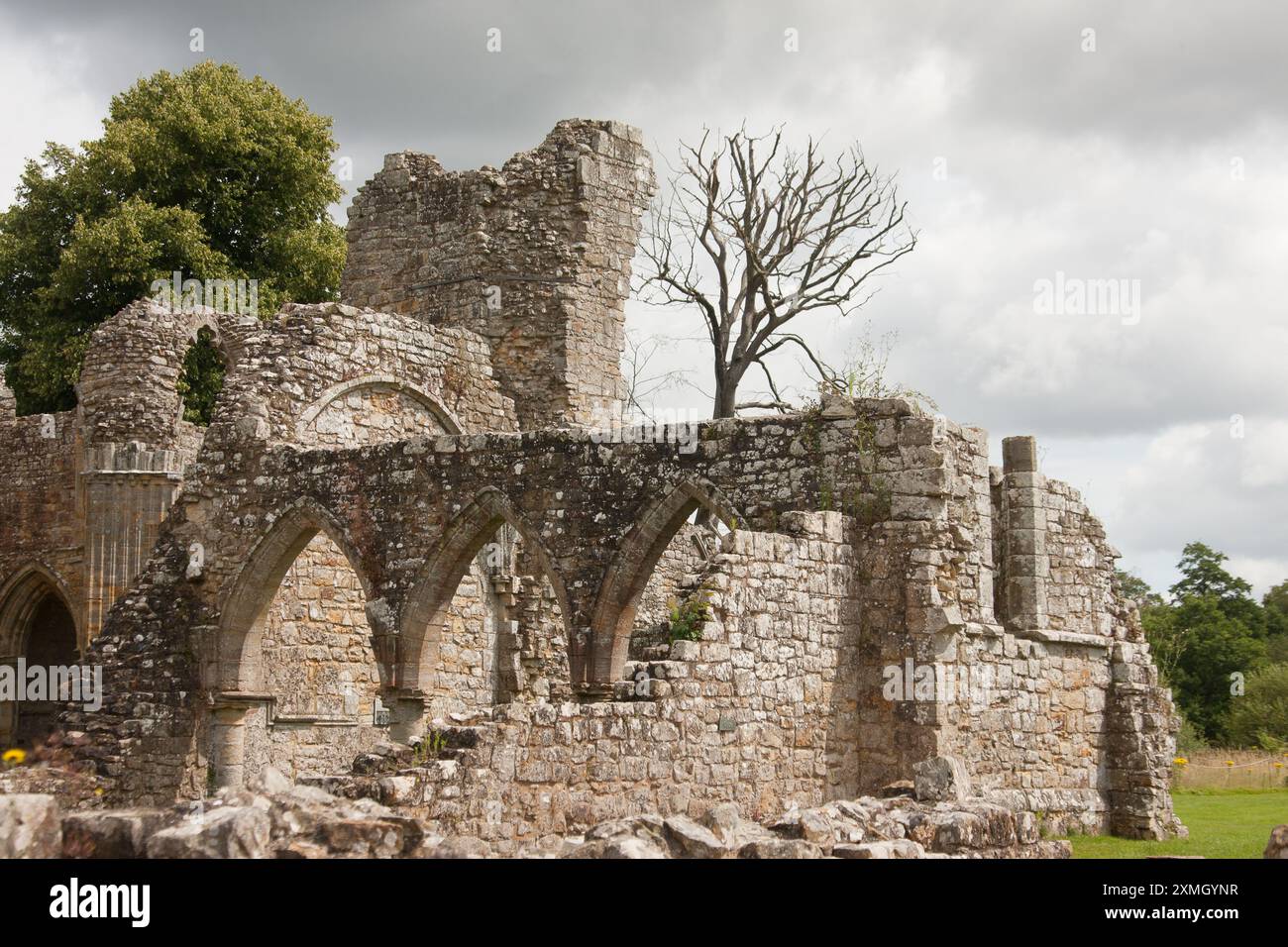 Bayham abbey tree hi-res stock photography and images - Alamy