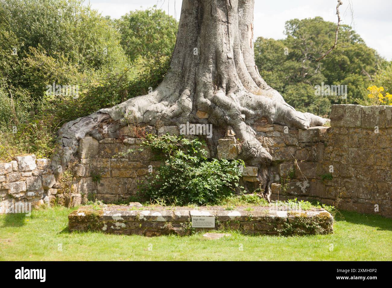 Bayham abbey tree hi-res stock photography and images - Alamy