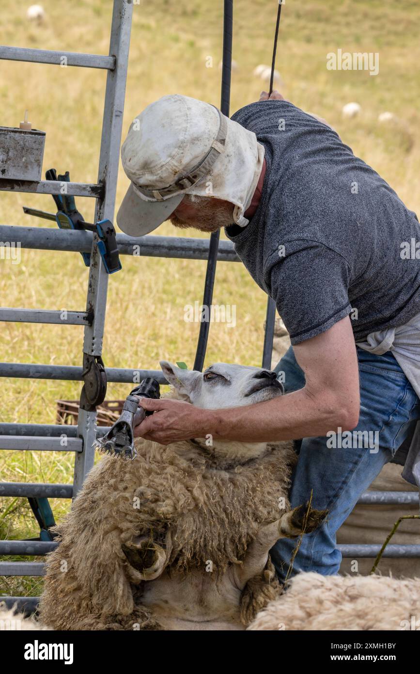 Sheep wool shearing by farmer at island Texel in The Netherlands Stock ...