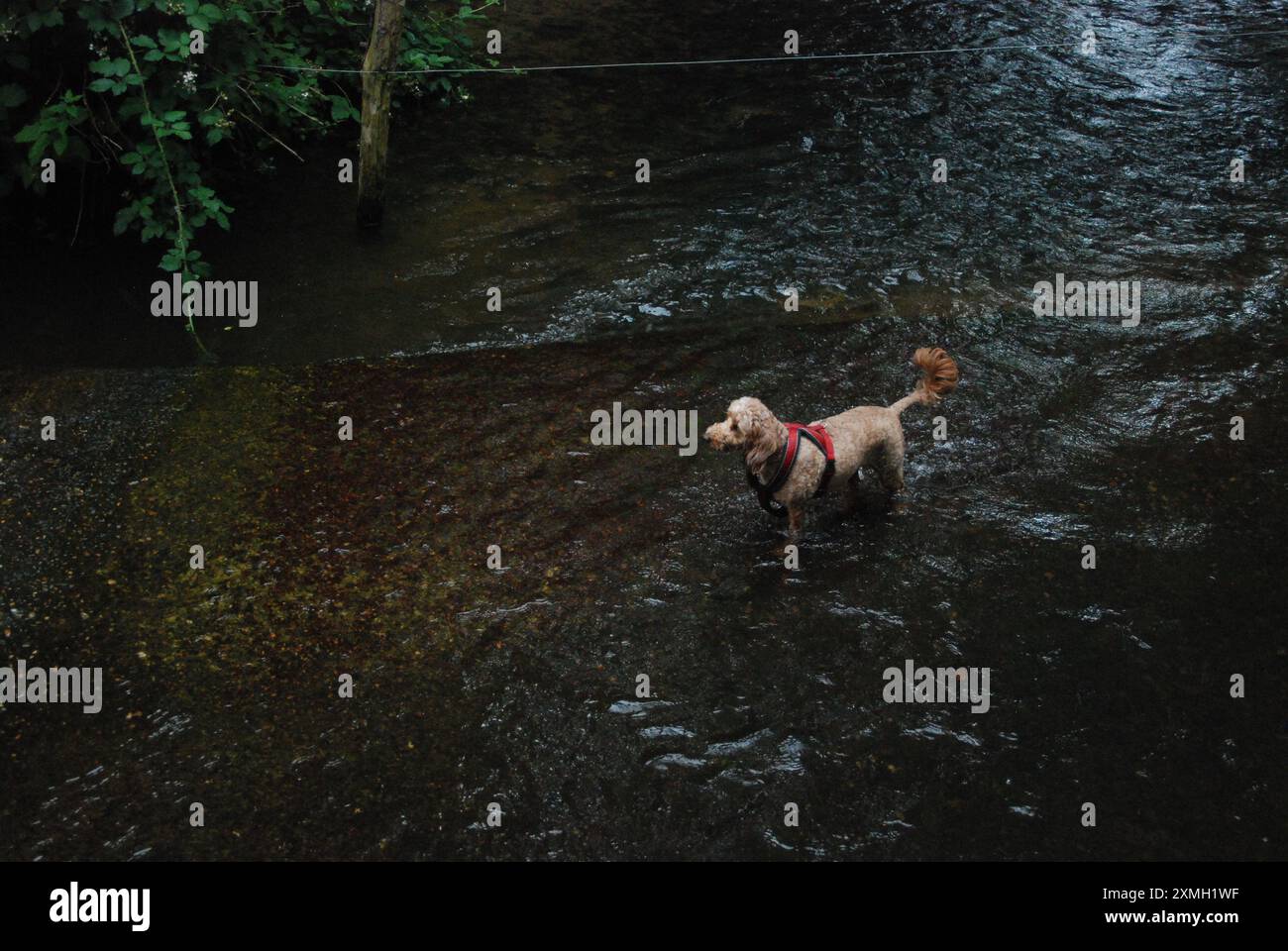 Soaked stream hi-res stock photography and images - Alamy