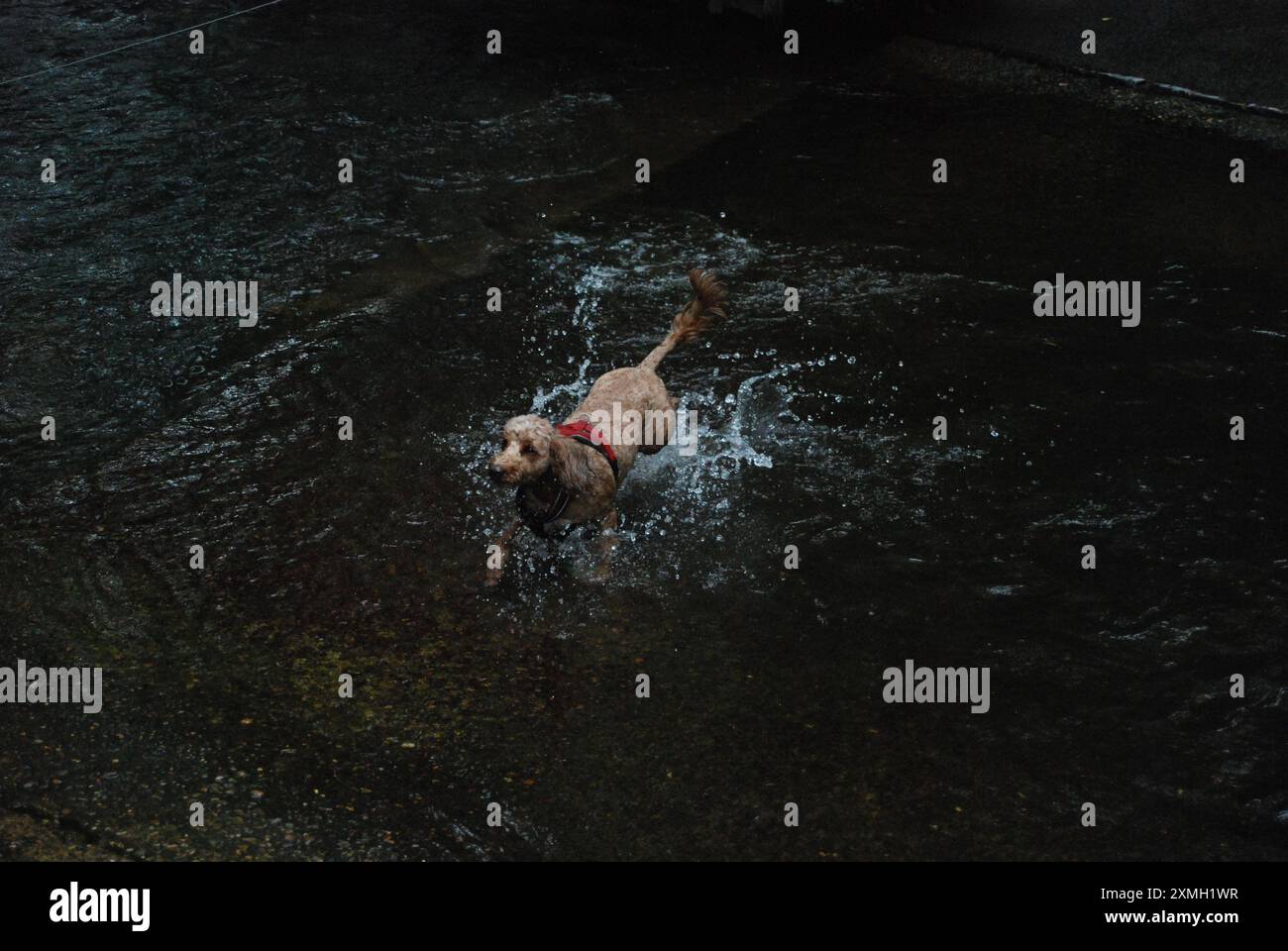 Dog in water/Stream Stock Photo - Alamy
