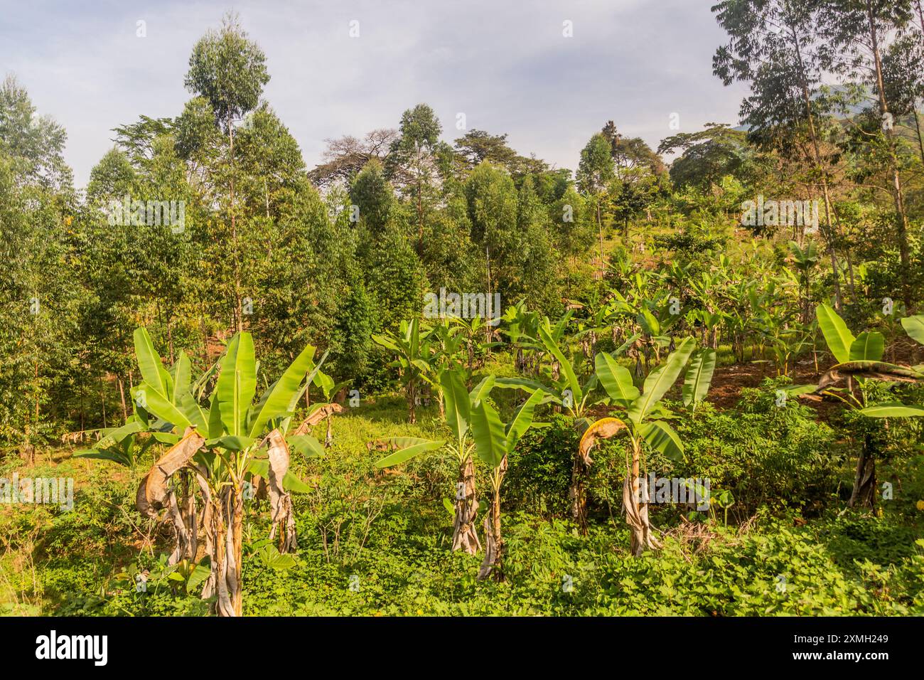 Banana plantation near Budadiri village, Uganda Stock Photo - Alamy