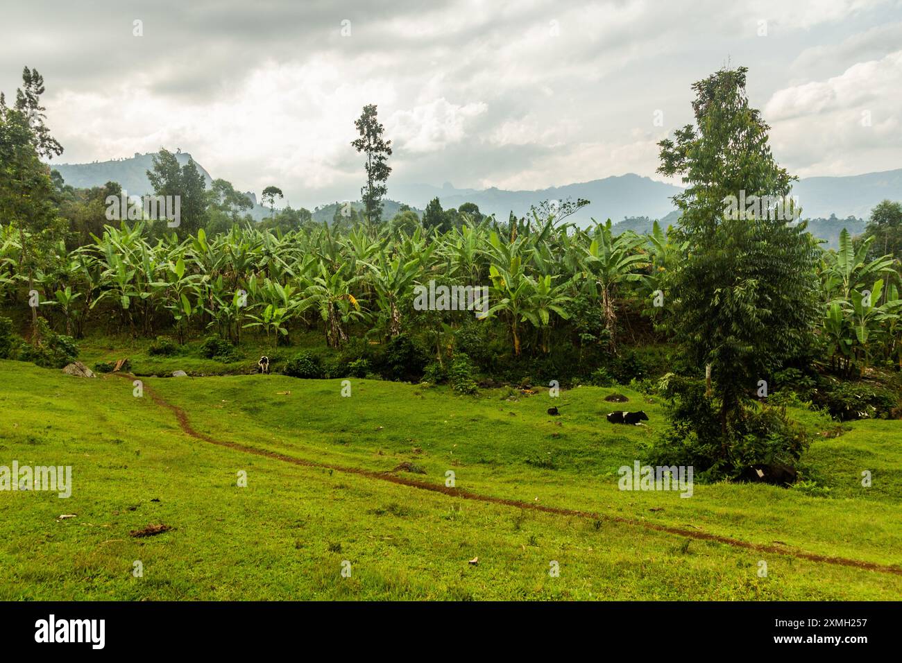 Banana plantation near Budadiri village, Uganda Stock Photo - Alamy