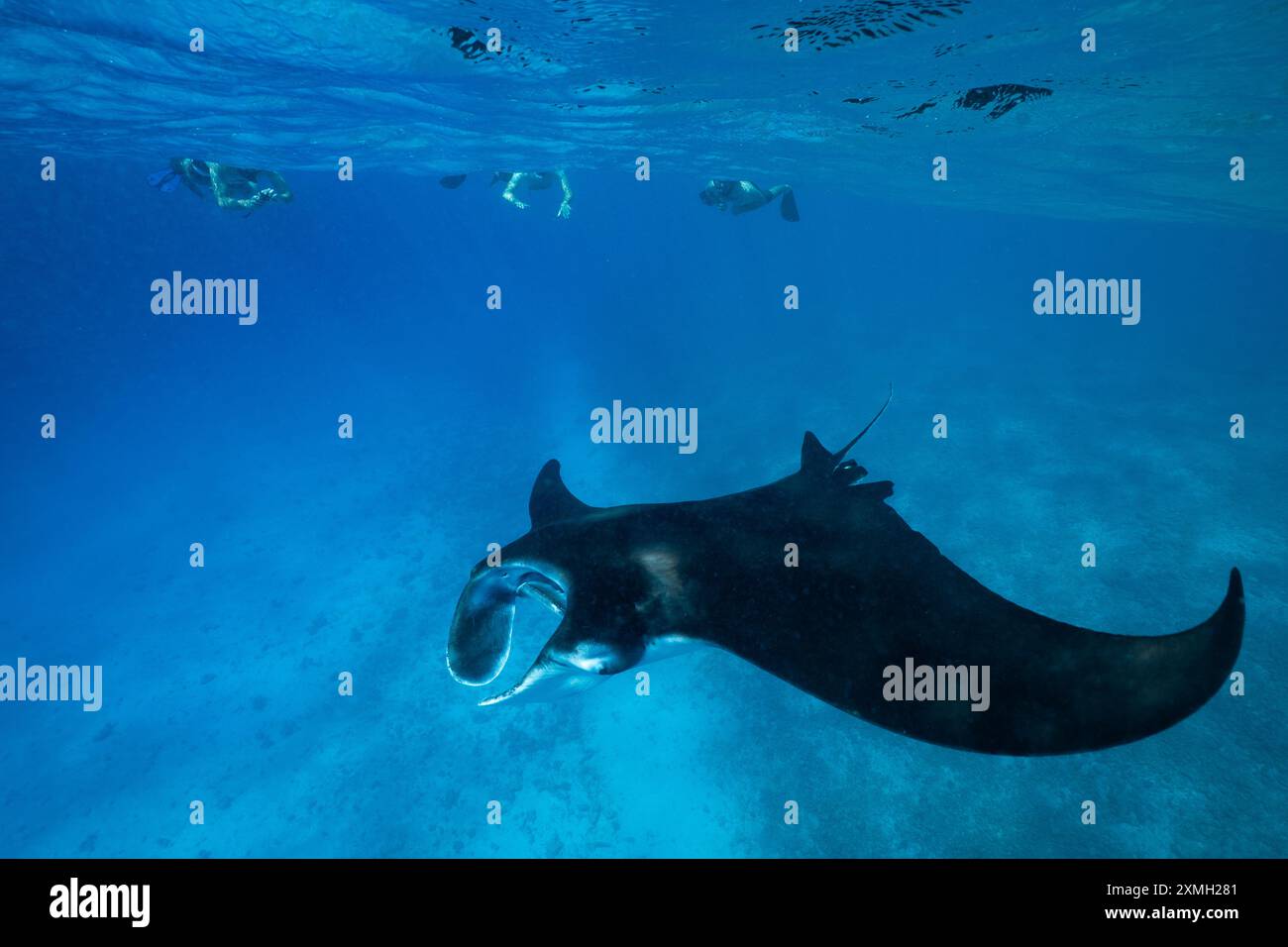 Close manta ray encounters in the mayotte lagoon Indian Ocean Stock ...