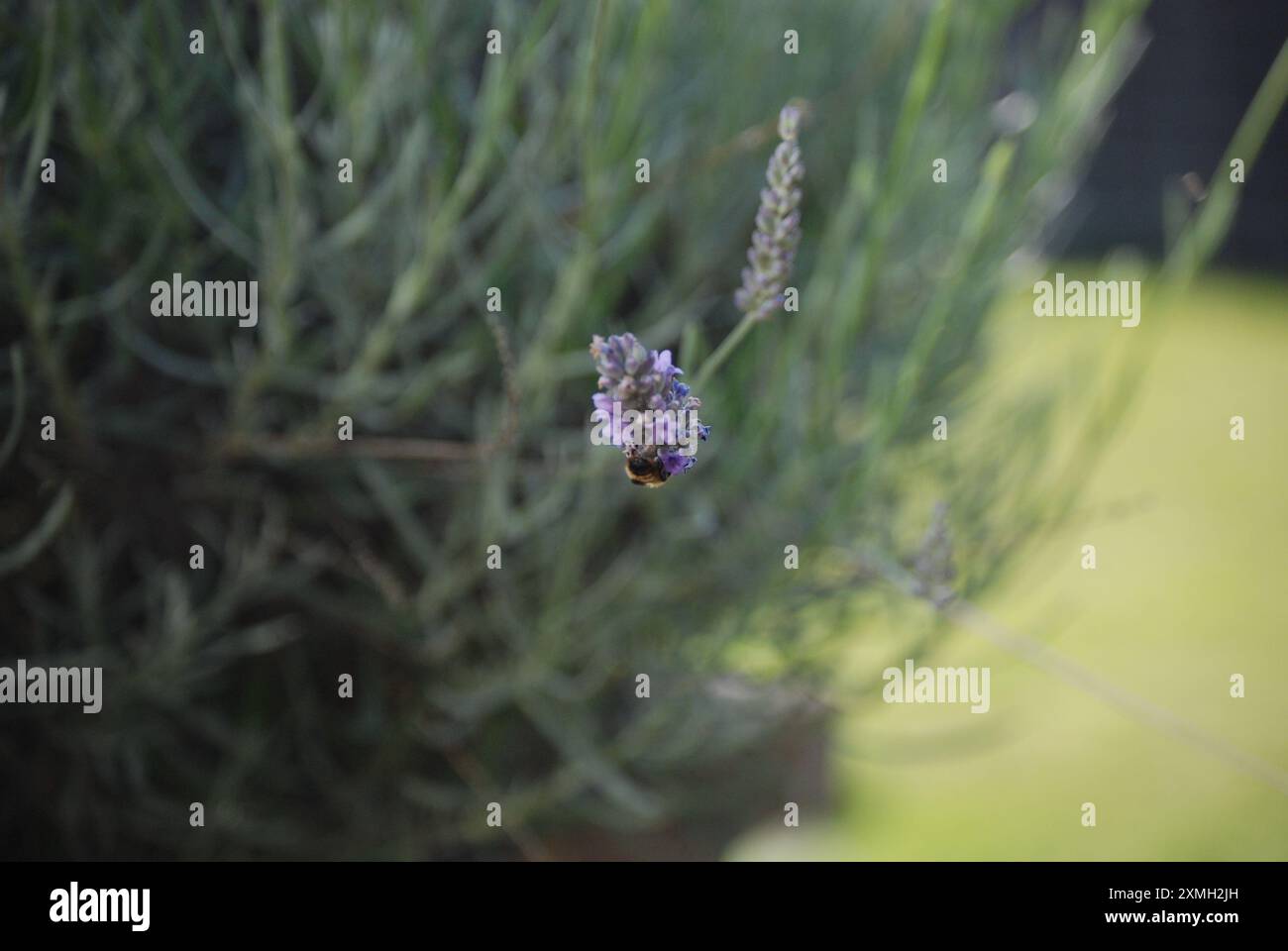 Lavender and natures creatures Stock Photo - Alamy