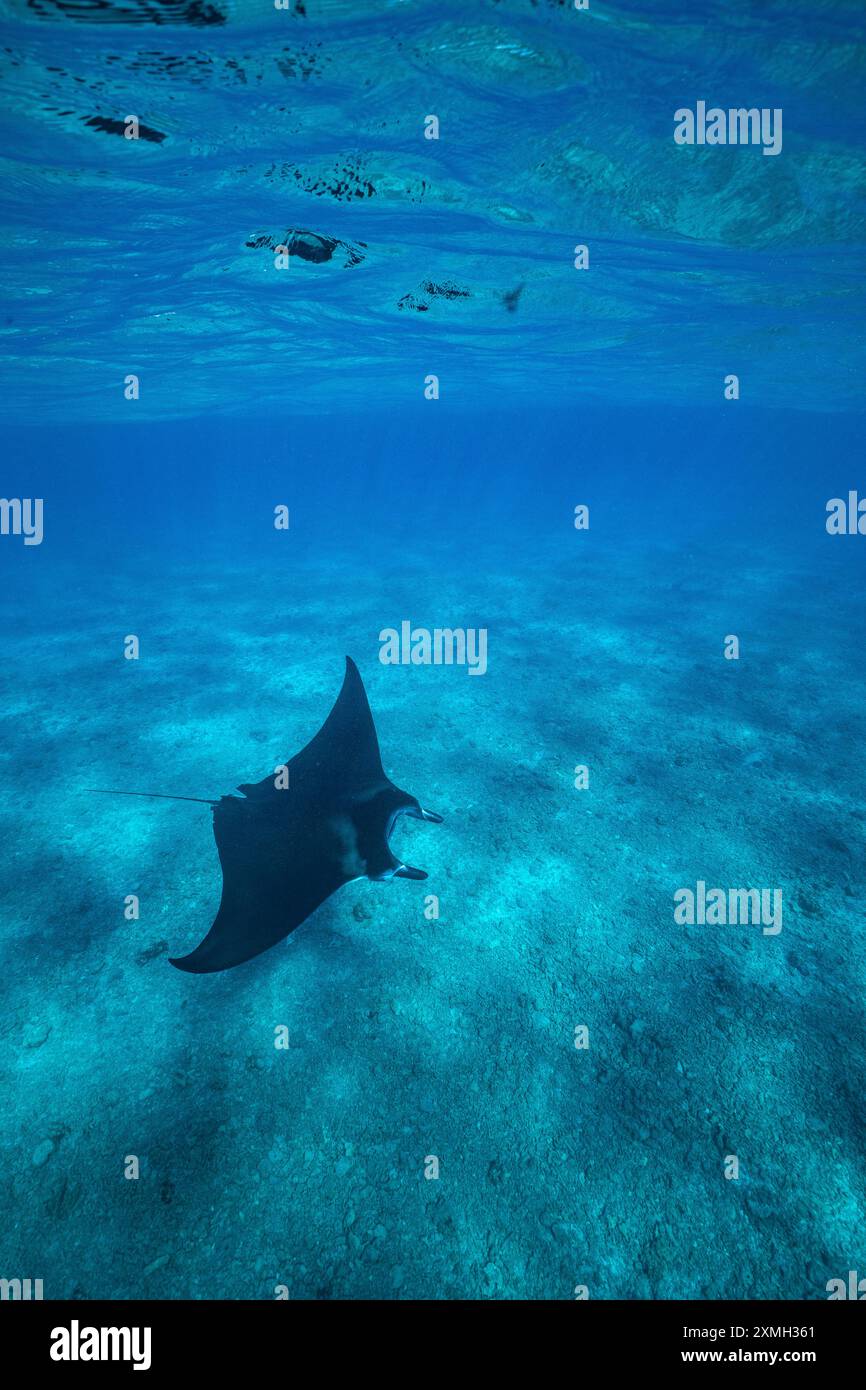 Giant oceanic manta ray close hi-res stock photography and images - Alamy