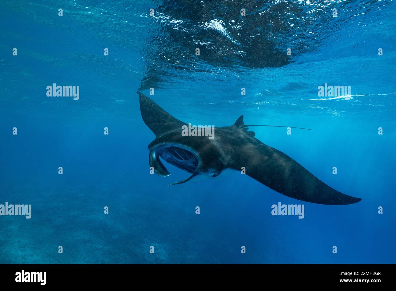 Close manta ray encounters in the mayotte lagoon Indian Ocean Stock ...