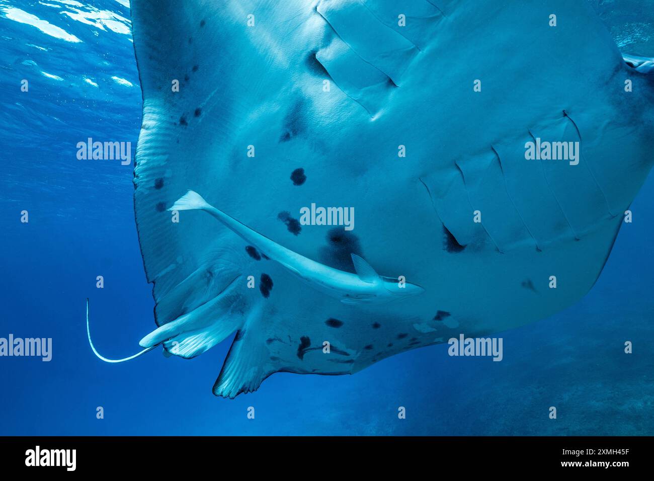 Giant oceanic manta ray close hi-res stock photography and images - Alamy