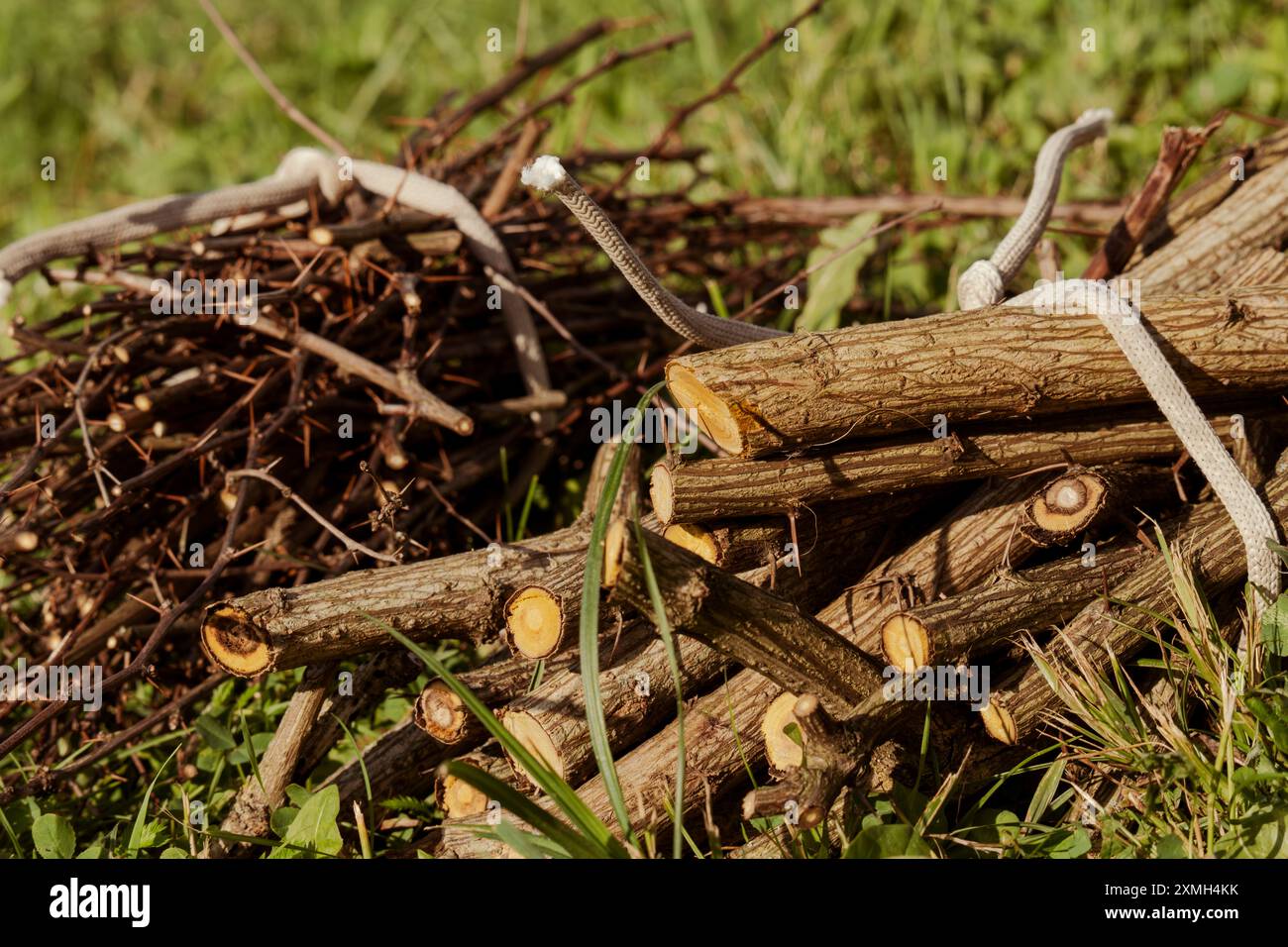 A pile of firewood logs and branches tied with ropes, lying on green ...