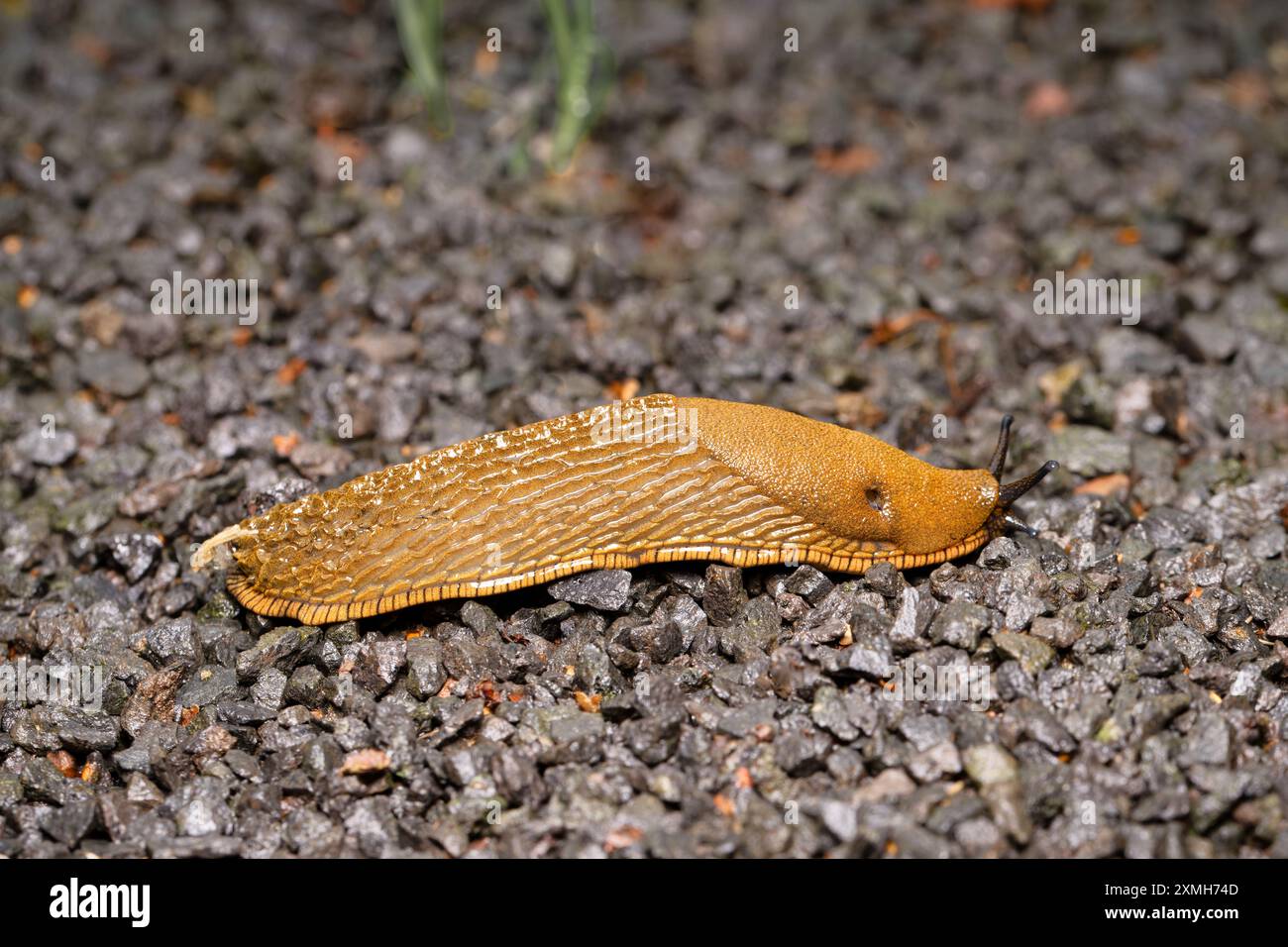 Arion vulgaris A Spanish slug snail crawls along a wet path of fine ...