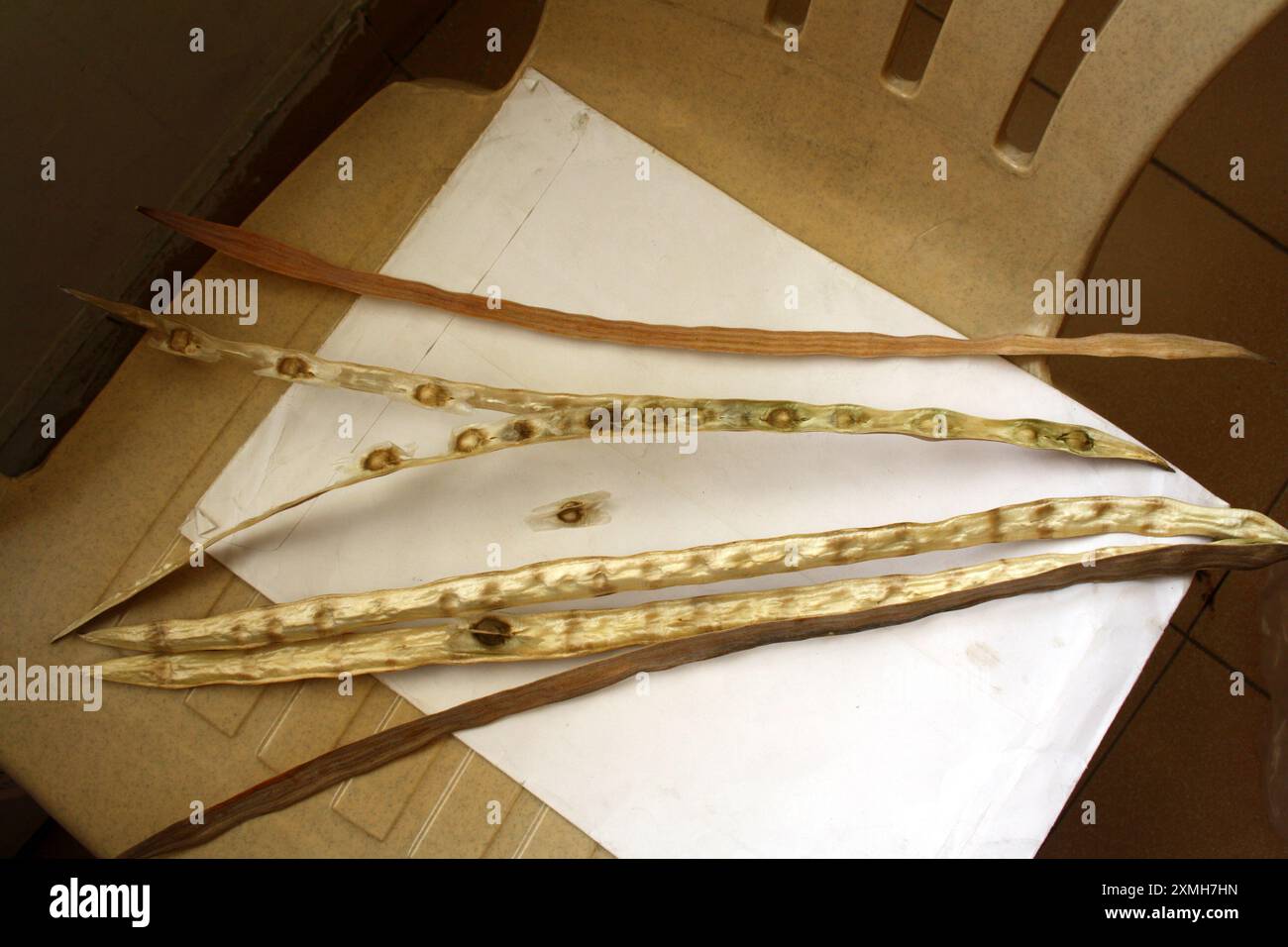 Mature and dried Drumstick (Moringa oleifera) seed pods with seeds ...