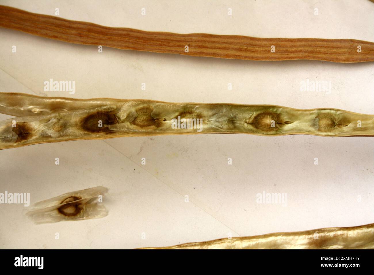 Mature and dried Drumstick (Moringa oleifera) seed pods with seeds ...