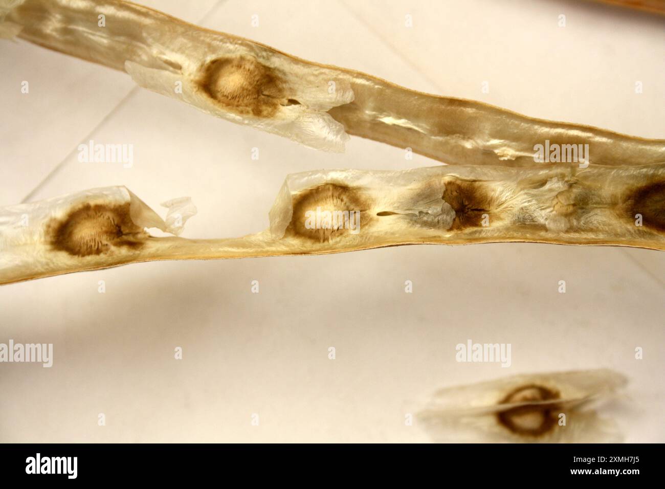 Mature and dried Drumstick (Moringa oleifera) seed pods with seeds ...