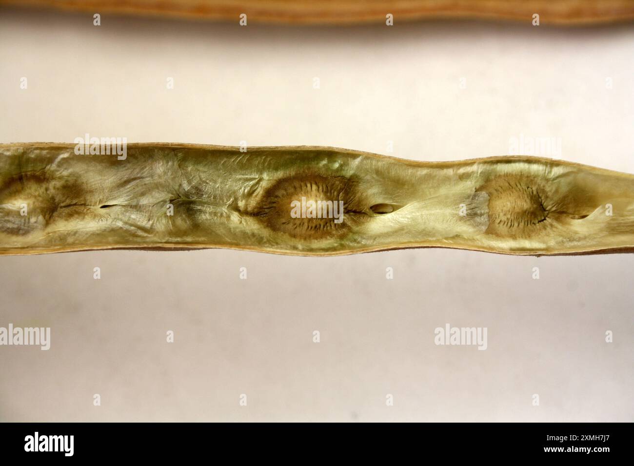 Mature and dried Drumstick (Moringa oleifera) seed pods with seeds ...