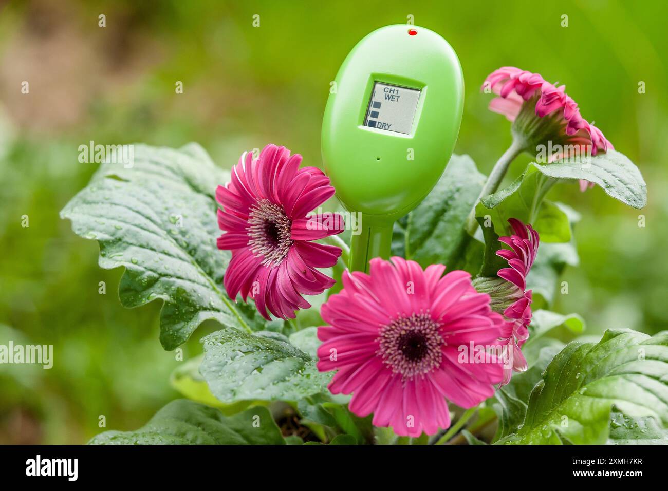 Green digital hygrometer sensor in soil measuring humidity and moisture ...