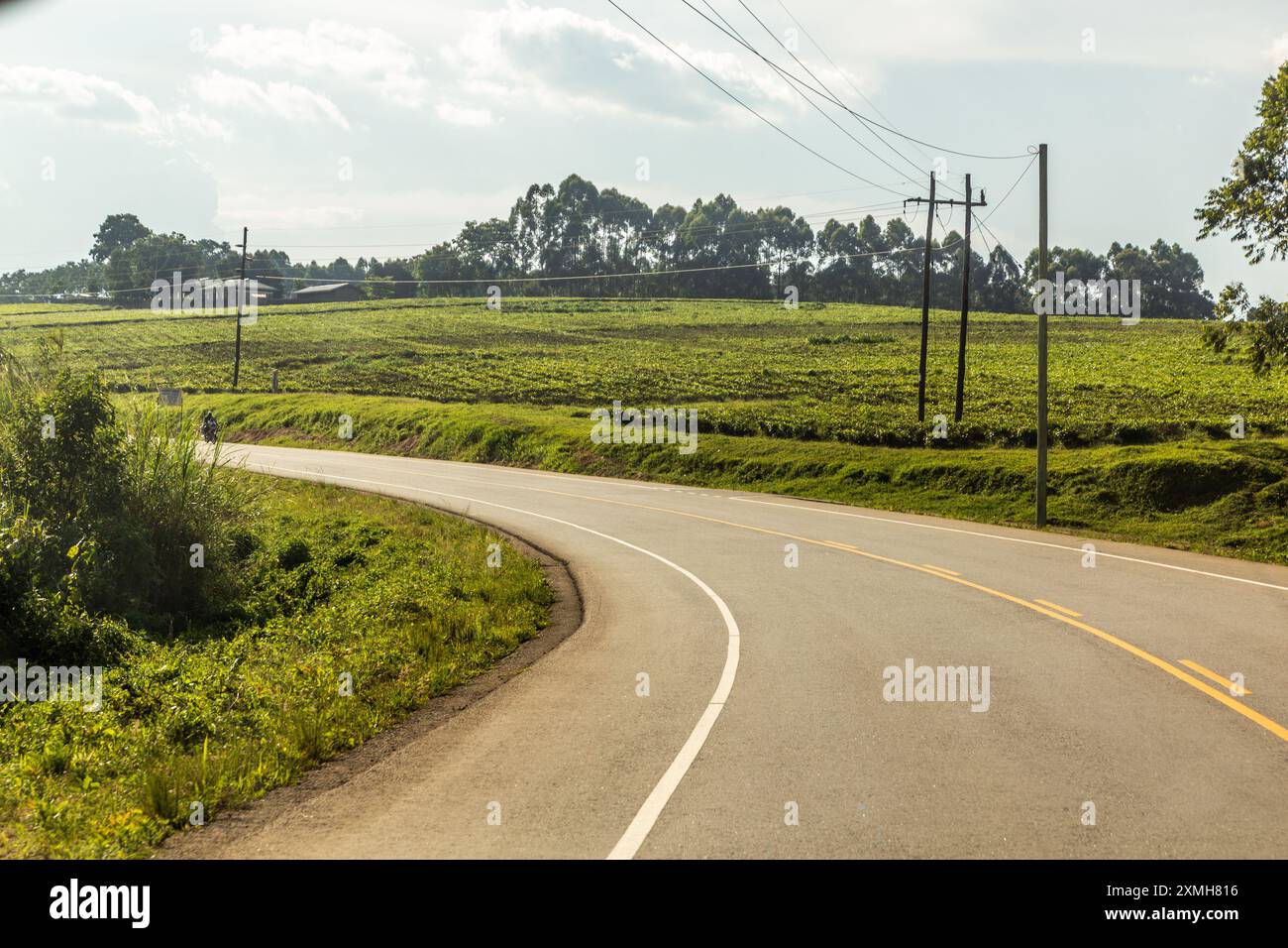 Mubende - Fort Portal road through tea plantations, Uganda Stock Photo ...