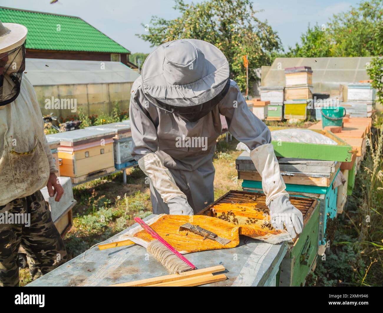 Beekeeper removing honeycomb from beehive. Person in beekeeper suit ...