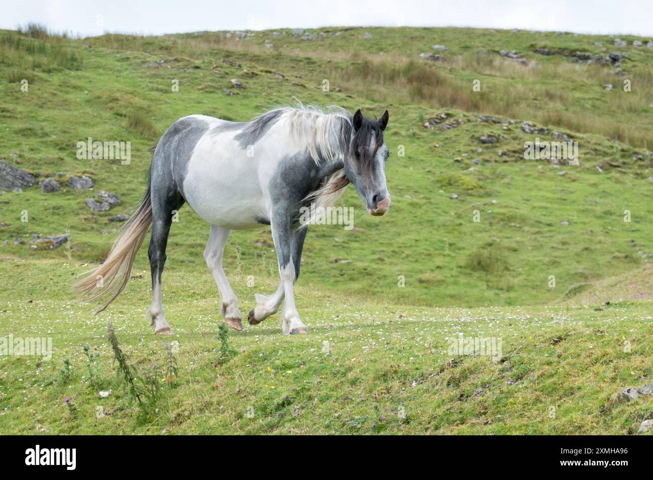 A black and white free to roam Welsh Mountain Pony or cob on a grass ...