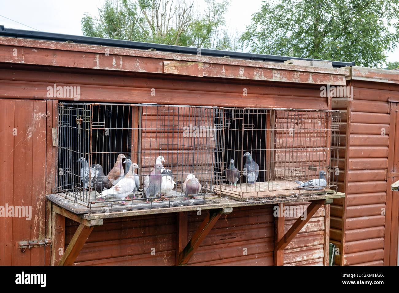 Secure pigeon loft hi-res stock photography and images - Alamy