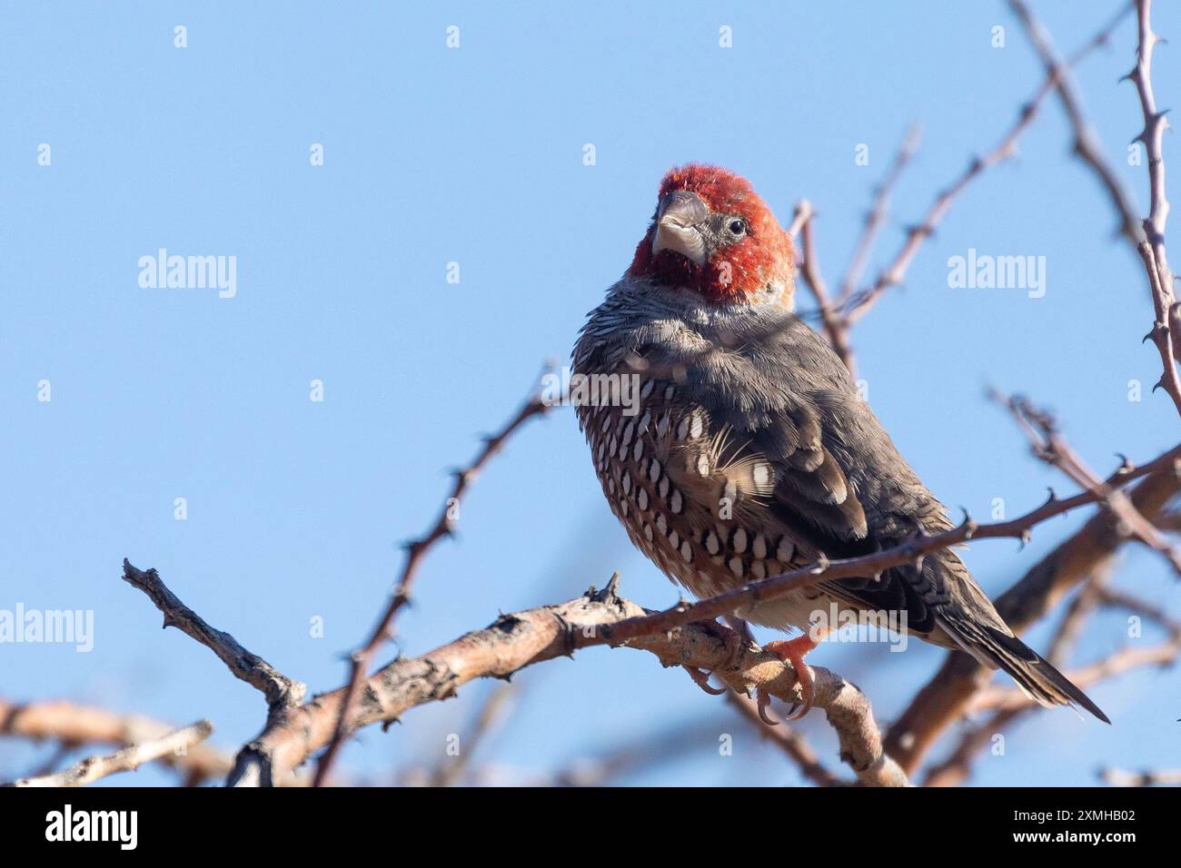 Male Red-headed Finch (Amadina erythrocephala) Kalahari, Northern Cape ...