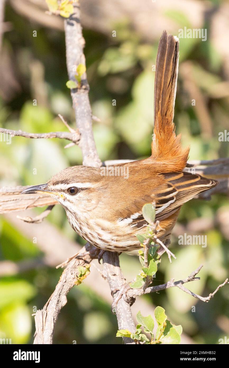 White-browed Scrub-robin (Cercotrichas leucophrys) in broad-leaved ...
